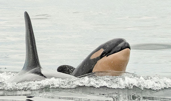 Healthy, frolicking baby orca is a boy